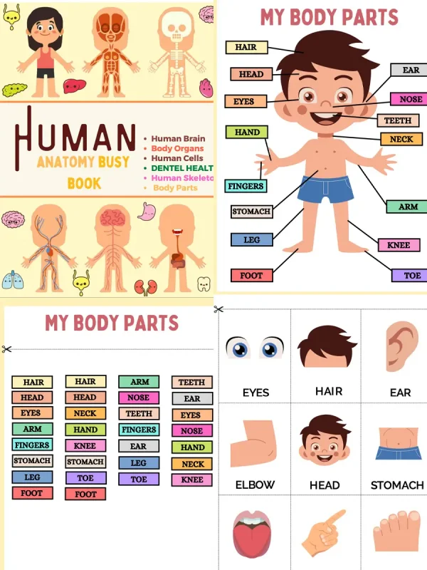 Inside Me – Human Body Discovery Printables (240 Pages) | Kids Learning ...